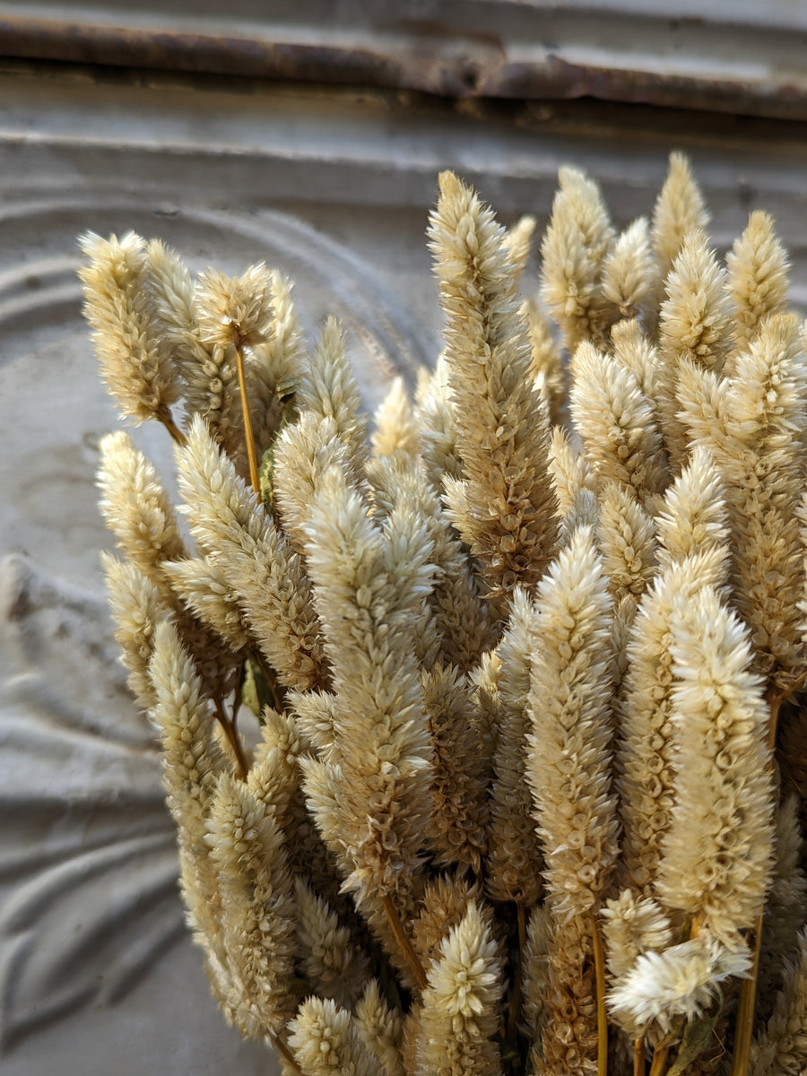 Dried Flowers-Celosia White Spike Box Lot