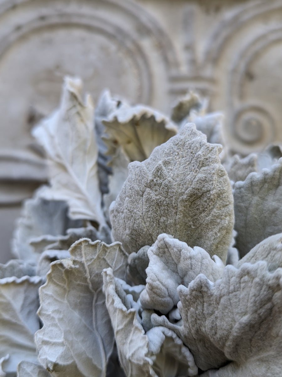 Dried Dusty Miller-New Look Box Lot