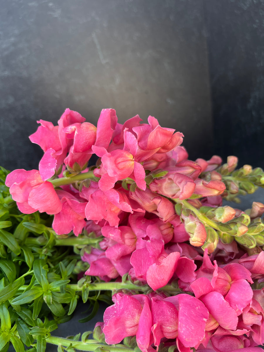 Snapdragon-Assorted Pink
